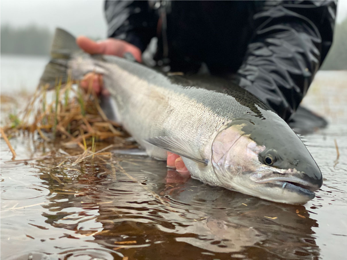About | Steelhead Alaska